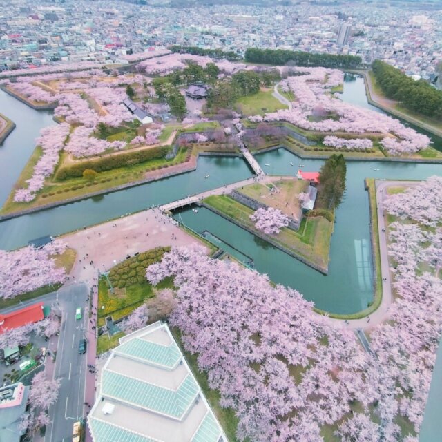 【五稜郭の桜2023】開花情報&ライトアップ日程は? 美味しい生活